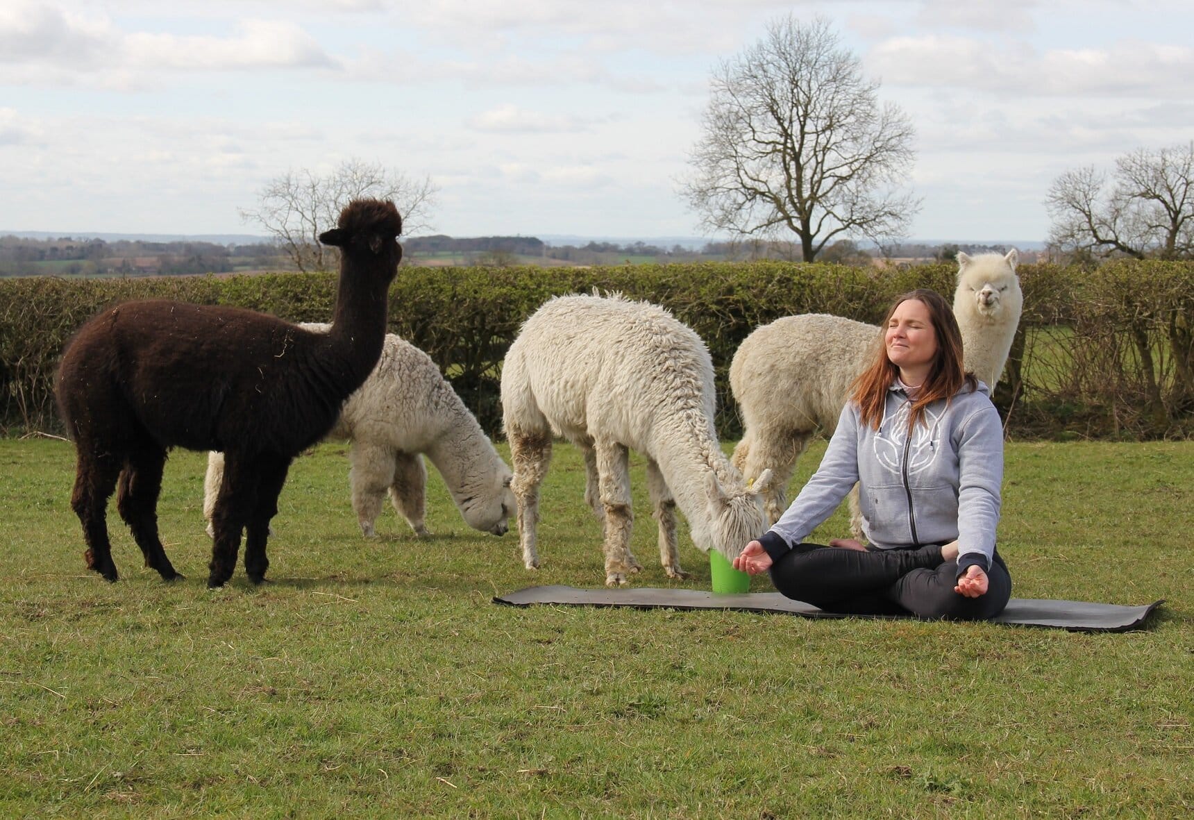 Adorable Alpacas lead the way in new 'tranquil' yoga craze at ...